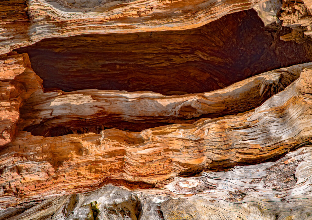 The Legend of the Cedar Tree - A Cherokee Legend - Shamanic Education ...